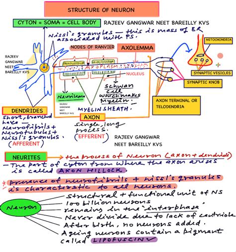BIOLOGY PREPARATION ON LINE STRUCTURE OF NEURON