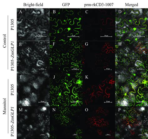 Zmglp1 Location In The Cell Wall And Plasma Membrane A D Subcellular