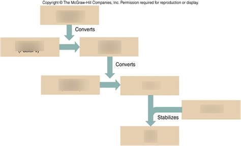 Coagulation Diagram Quizlet