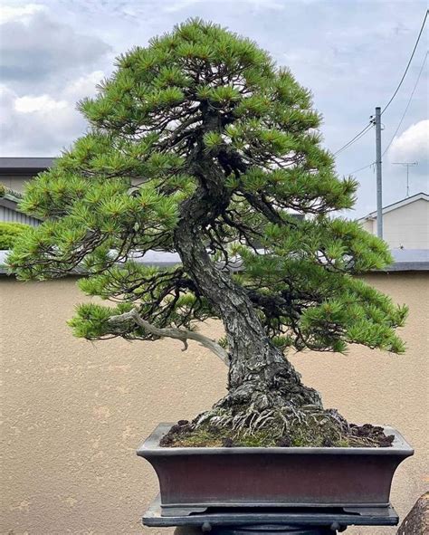 Pin Oleh Bagus Wijaya Di Bonsai Insp