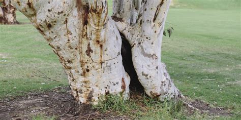 General Tree Defects Priority Trees