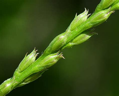 Verbena Simplex Page