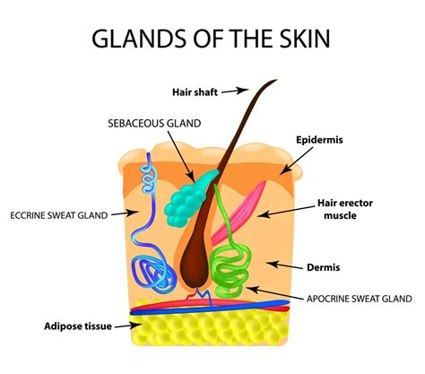 What Type Of Tissue Are Sebaceous Glands At Lorraine Flanders Blog