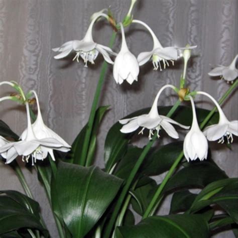 Комнатные Цветы Цветущие Белыми Цветами Фото — Картинки фотографии