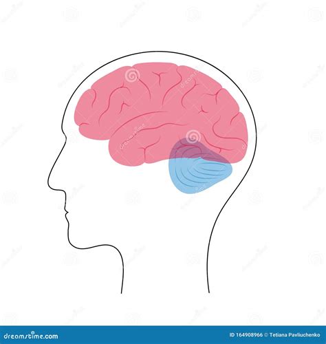 Cerebrum Structure And Human Brain Sections And Parts Anatomy Outline Diagram Vector
