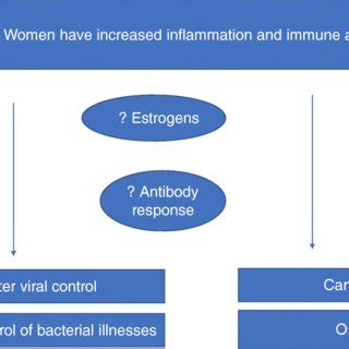 Sex Differences In The Inflammatory Response Download Scientific Diagram