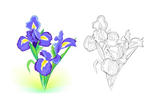 색칠을 위한 화려하고 흑백 템플릿입니다 푸른 홍채의 그림입니다 꽃으로 인사말 카드를 그립니다 어린이와 성인을 위한 색칠하기 책용 워크시트 플랫 만화 벡터입니다 꽃 식물에