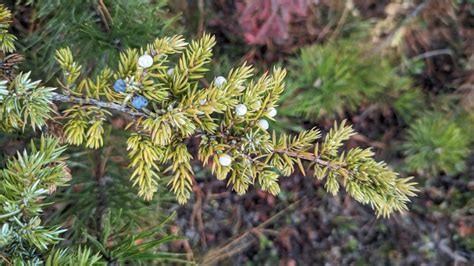 Common Juniper Northern Wild Seeds Nature With Us
