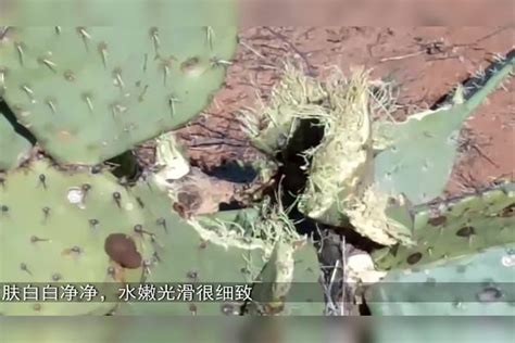 骆驼为什么喜欢吃带刺的仙人掌？难道不会刺嘴吗？切开就明白了！