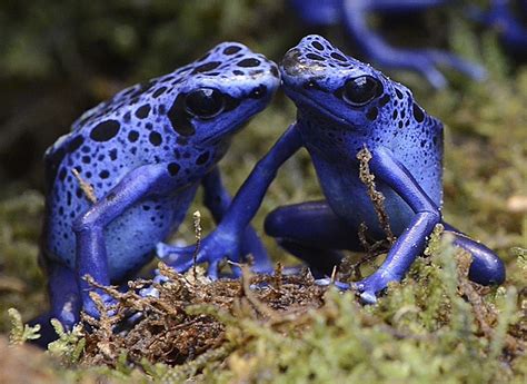 Голубой древолаз 71 фото красивые фото и картинки Pofoto Club