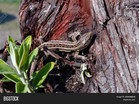 Green Forest Lizard Image And Photo Free Trial Bigstock
