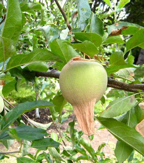 Secrets For Growing Fruit Trees Toronto Botanical GardenToronto Botanical Garden