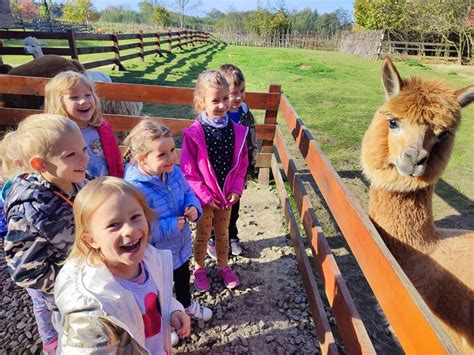 Zagroda Edukacyjna Alpaquero Śląskie Z Dzieckiem