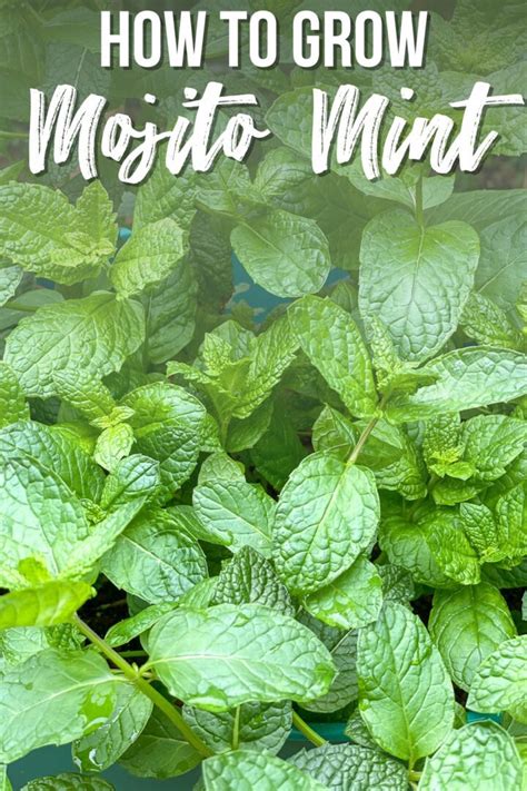 Tips For Growing Mojito Mint Plants