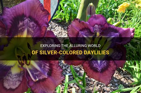 Exploring The Alluring World Of Silver Colored Daylilies Shuncy