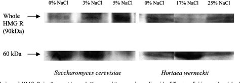 Figure 3 From Salt Stress Affects Sterol Biosynthesis In The Halophilic