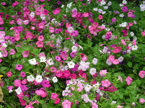 草花有哪些品种 草花品种 兰花的品种 第3页 大山谷图库