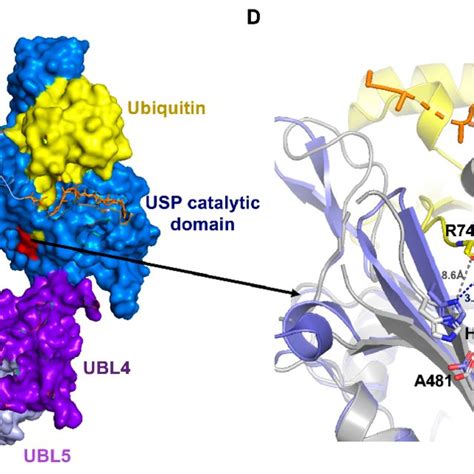 Active Site Rearrangements In Usp7 A Schematic Representation Of The