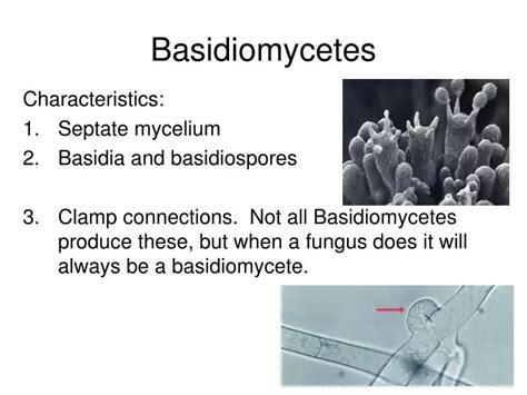 PPT Basidiomycetes PowerPoint Presentation ID