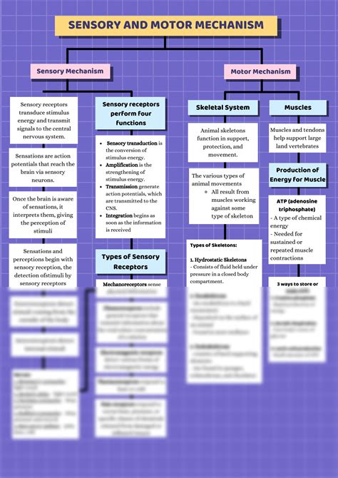 SOLUTION General Biology Sensory And Motor Mechanism Schema Studypool