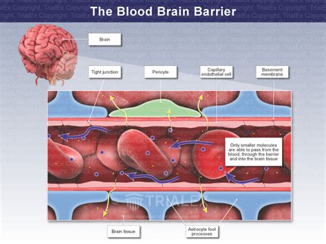 The Blood Brain Barrier