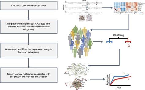 Jci Insight Single Cell Transcriptomics Identifies Focal Segmental Glomerulosclerosis