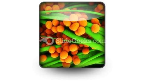 Staphylococcus Powerpoint Templates Slides And Graphics