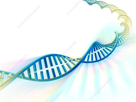 Dna Molecule Computer Artwork Stock Image F0010119 Science Photo Library