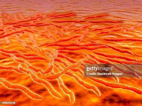 Microscopic Image Of Borrelia Burgdorferi Photos And Premium High Res