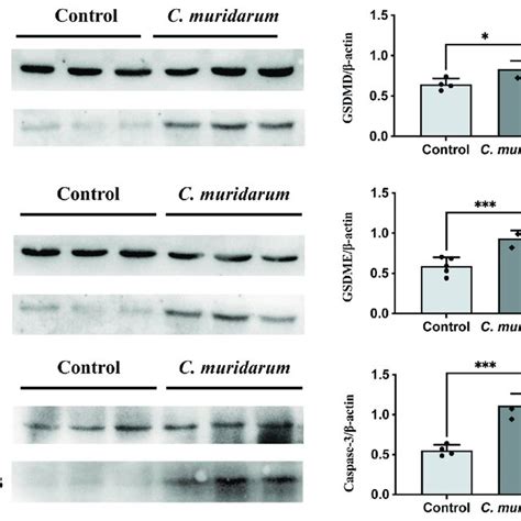 Qpcr Experiments To Verify The Expression Of Prgs Data Are Represented Download Scientific