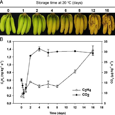 Banana Peel Genetics At Esperanza Bruns Blog
