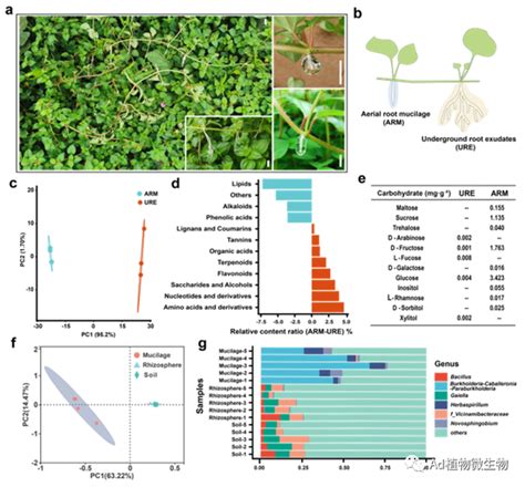 Microbiome 中科院版纳园等单位解析微生物介导的植物气生根黏液的固氮功能及稳态维持机制 知乎