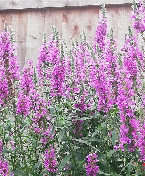 Lythrum Salicaria Purple Loosestrife X 200 Seeds Perennial Marginal