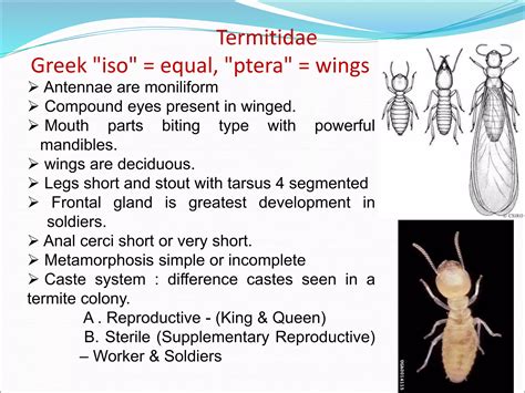 Lec 34 Classification Of Class Insecta Upto Orders Ppt