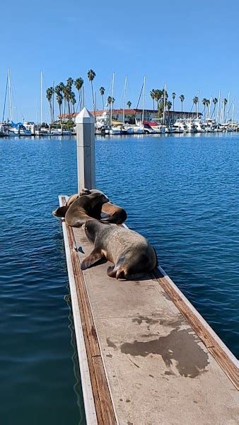 Sea Lion Island Oceanside Ca Business Directory