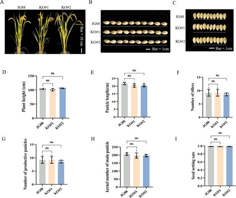 Agronomic Traits Of The Homozygous Mutant Lines A Comparison Of The