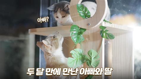 길에서 생이별 했던 아빠와 딸 고양이의 재회 차차가 마음을 열었어요 쫀니와 쪼꼬미들 🏝️베베집사 제주살이 Youtube