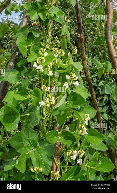 Climber Runner Beans At Joshua Mayes Blog