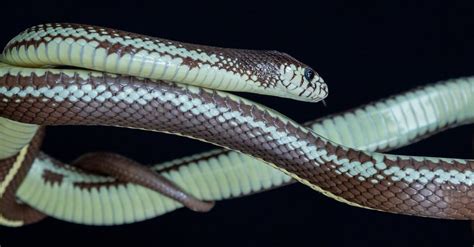 King Snake Animal Facts Lampropeltis Species A Z Animals