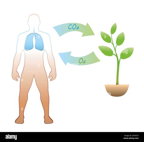 Carbon Cycle Between Humans And Plants Exhalation And Intake Of CO Carbon Dioxide