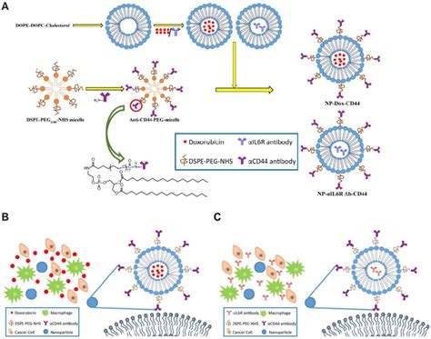 Schematic Diagram Of The Liposomal Nanoparticles A Diagrammatic Download Scientific Diagram
