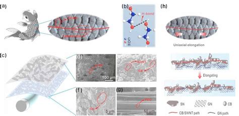 A The Design Of A Biomimetic Flexible Strain Sensor Inspired By The Download Scientific