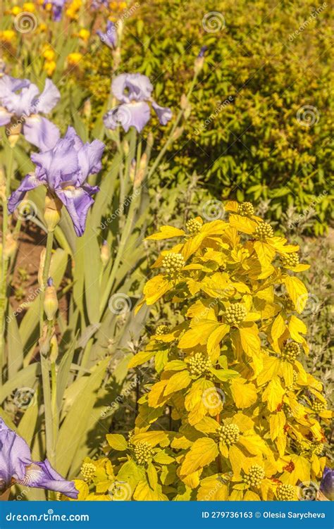 Physocarpus Opulifolius Ninebark In The Spring With Yellow Leaves