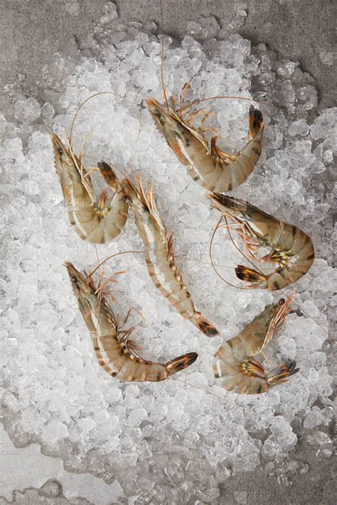 在碎冰上的生对虾头像