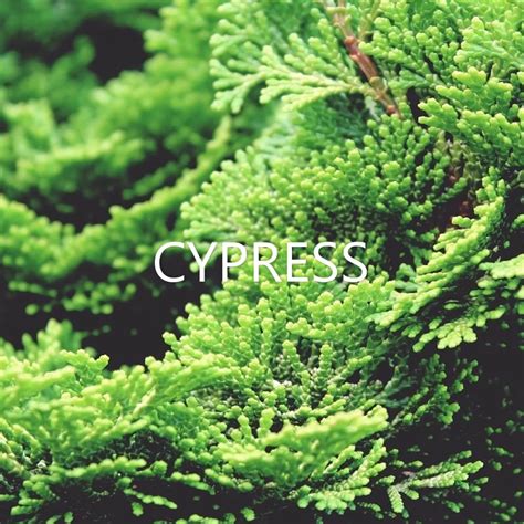 False Cypress