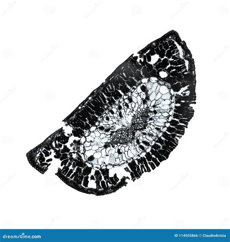 Pine Leaf Micrograph Stock Illustration Illustration Of Graph 114555866