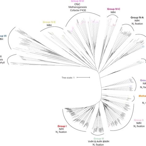 Maximum Likelihood Phylogenetic Tree Of Non Redundant Nitrogenase Download Scientific Diagram