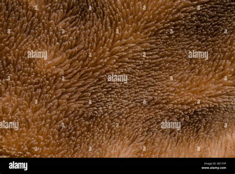 Surface Level Of Blanket Fabric Texture Stock Photo Alamy