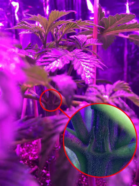 Plants Showing Sex Magazine