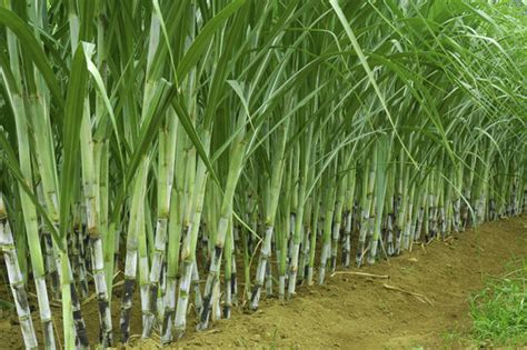 甘蔗图片素材 甘蔗设计素材 甘蔗摄影作品 甘蔗源文件下载 甘蔗图片素材下载 甘蔗背景素材 甘蔗模板下载 搜索中心